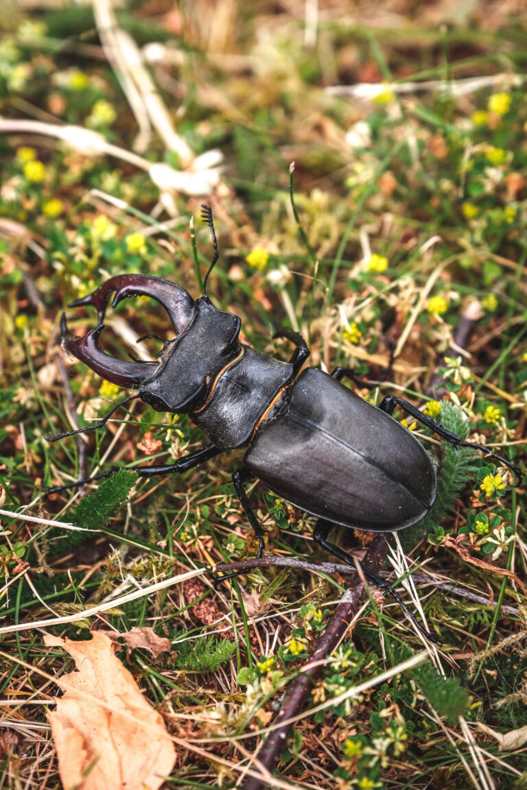 Skalbaggar (Coleoptera) - Tänk om