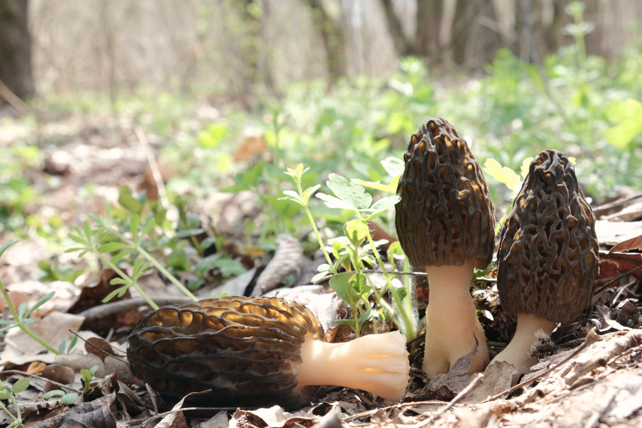 Svampkunskap - Tänk om