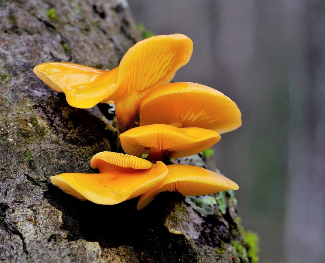 Svampkunskap - Tänk om